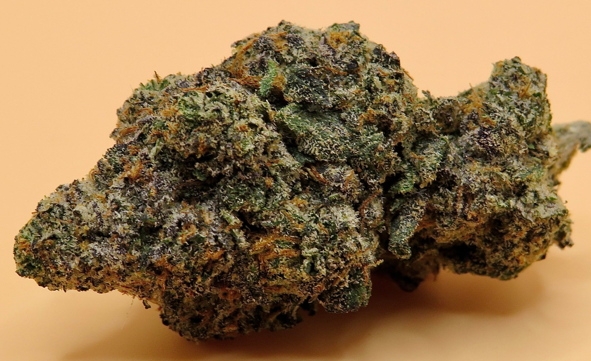 Gary Payton Weed Strain: Ultra-Potent 32% THC Hybrid | Seaweed Delivery ...