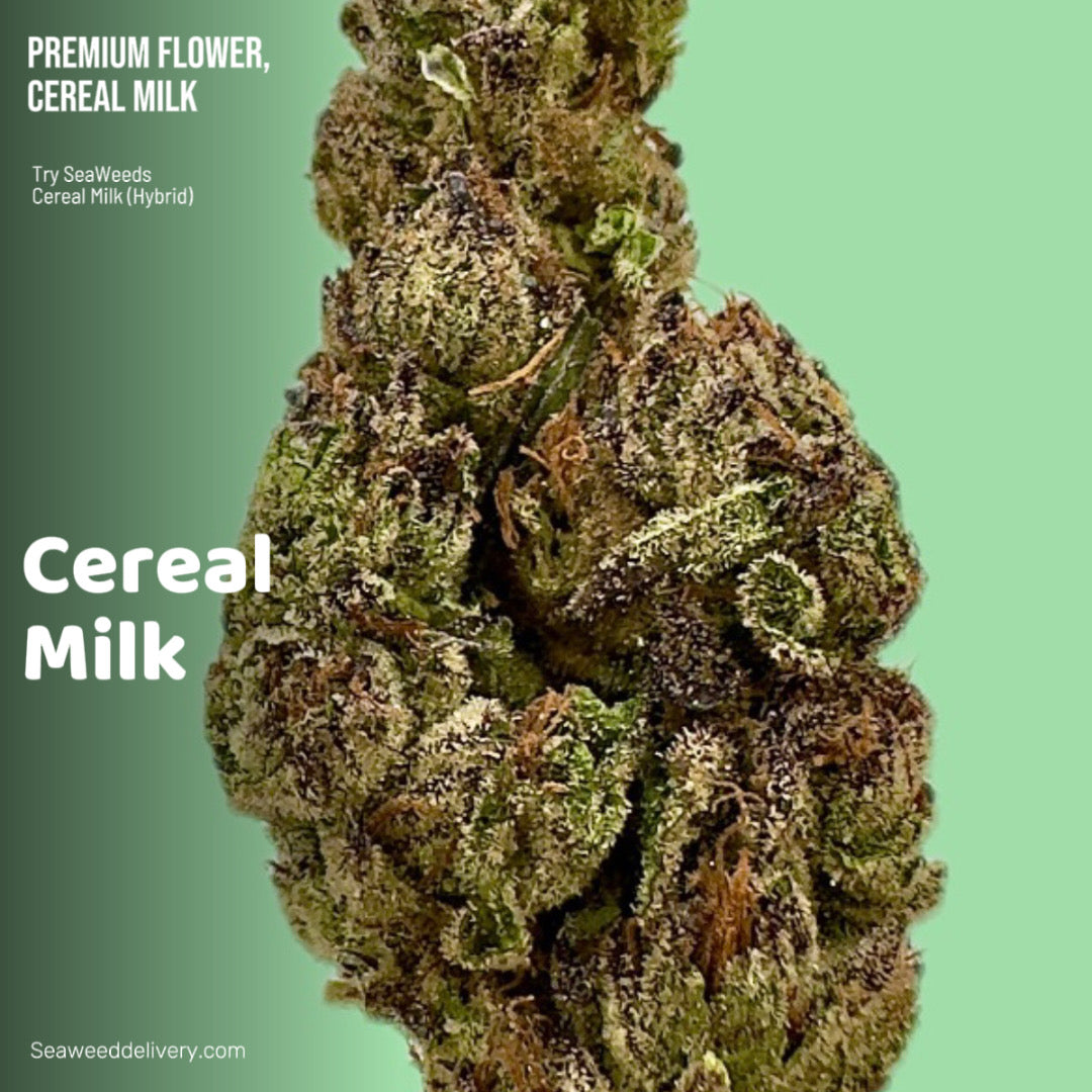 Cereal Milk Weed Strain - Balanced Hybrid | Seaweed Delivery - SeaweedDelivery
