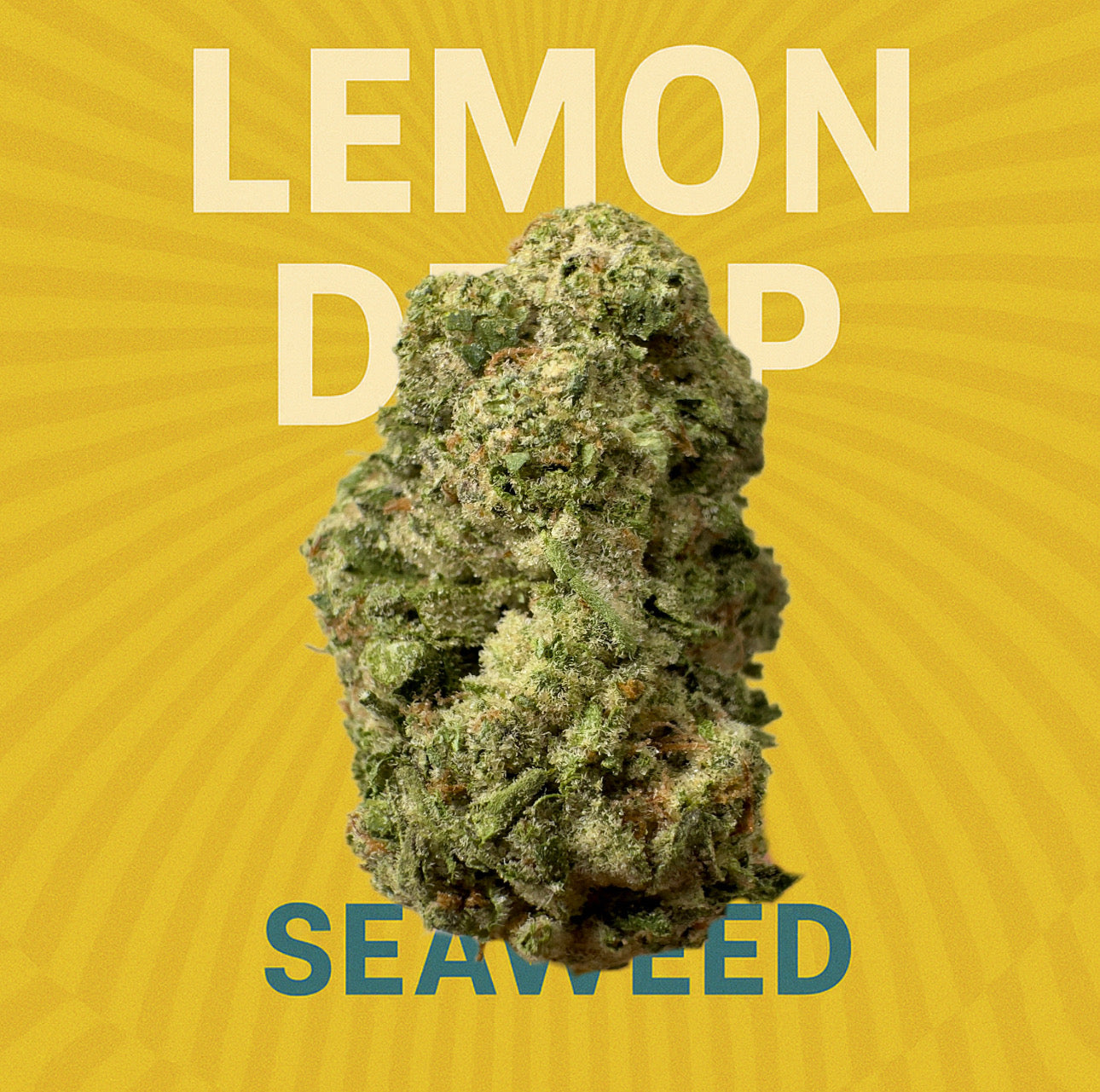 Lemon Drop Weed Strain (34% THC Hybrid) – Euphoric & Citrus Flavor ...