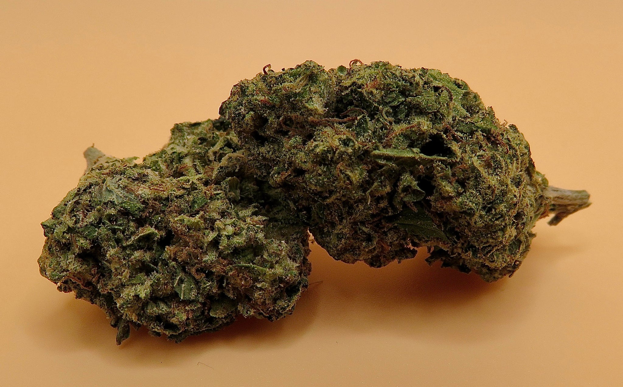 Apple Pie Sativa Hybrid Weed Strain: A THC-Packed Boost - SeaweedDelivery